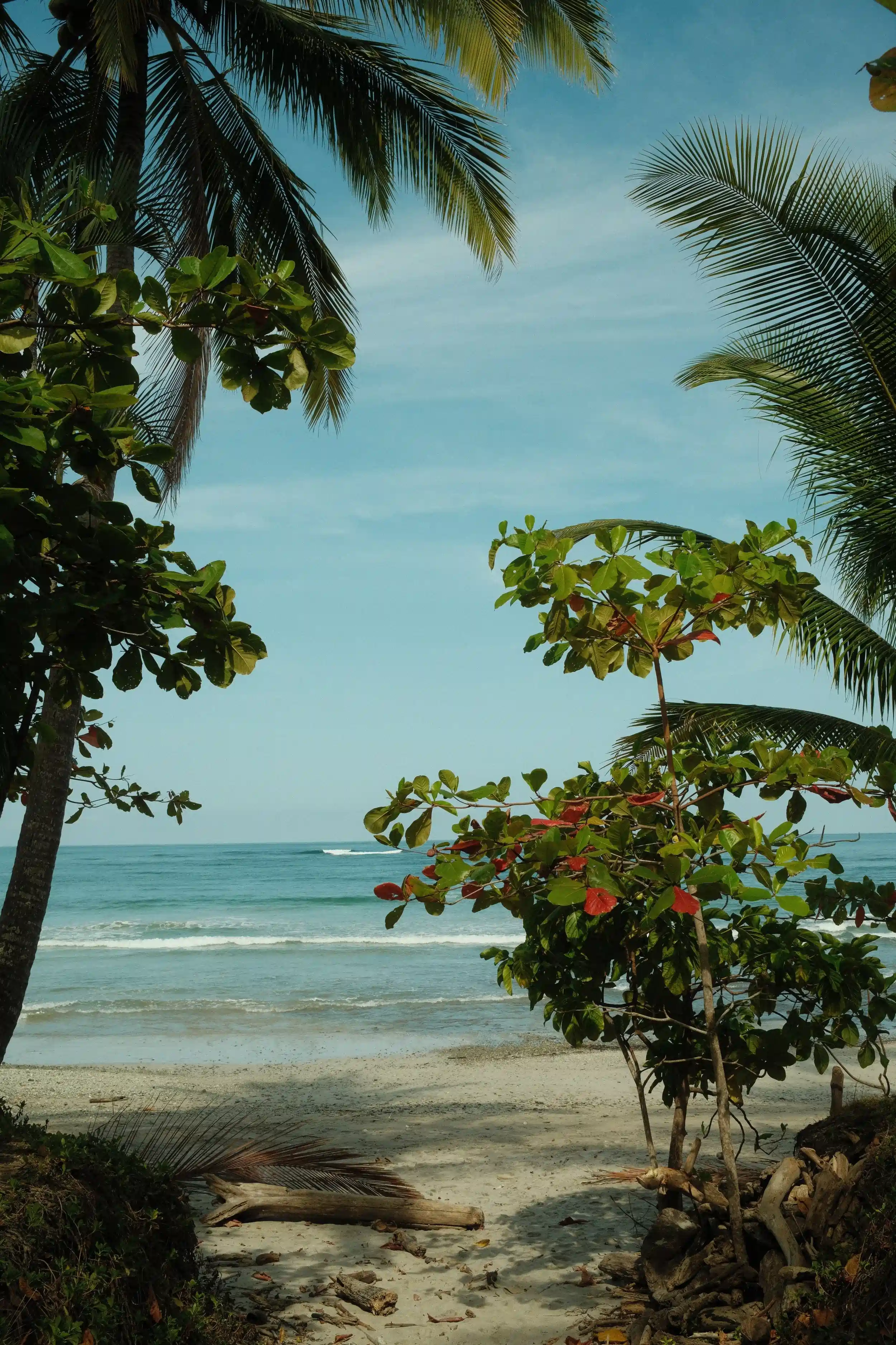 Movement, Meditation, Breath - Nosara, Costa Rica, April 2026 | ANANDAYA