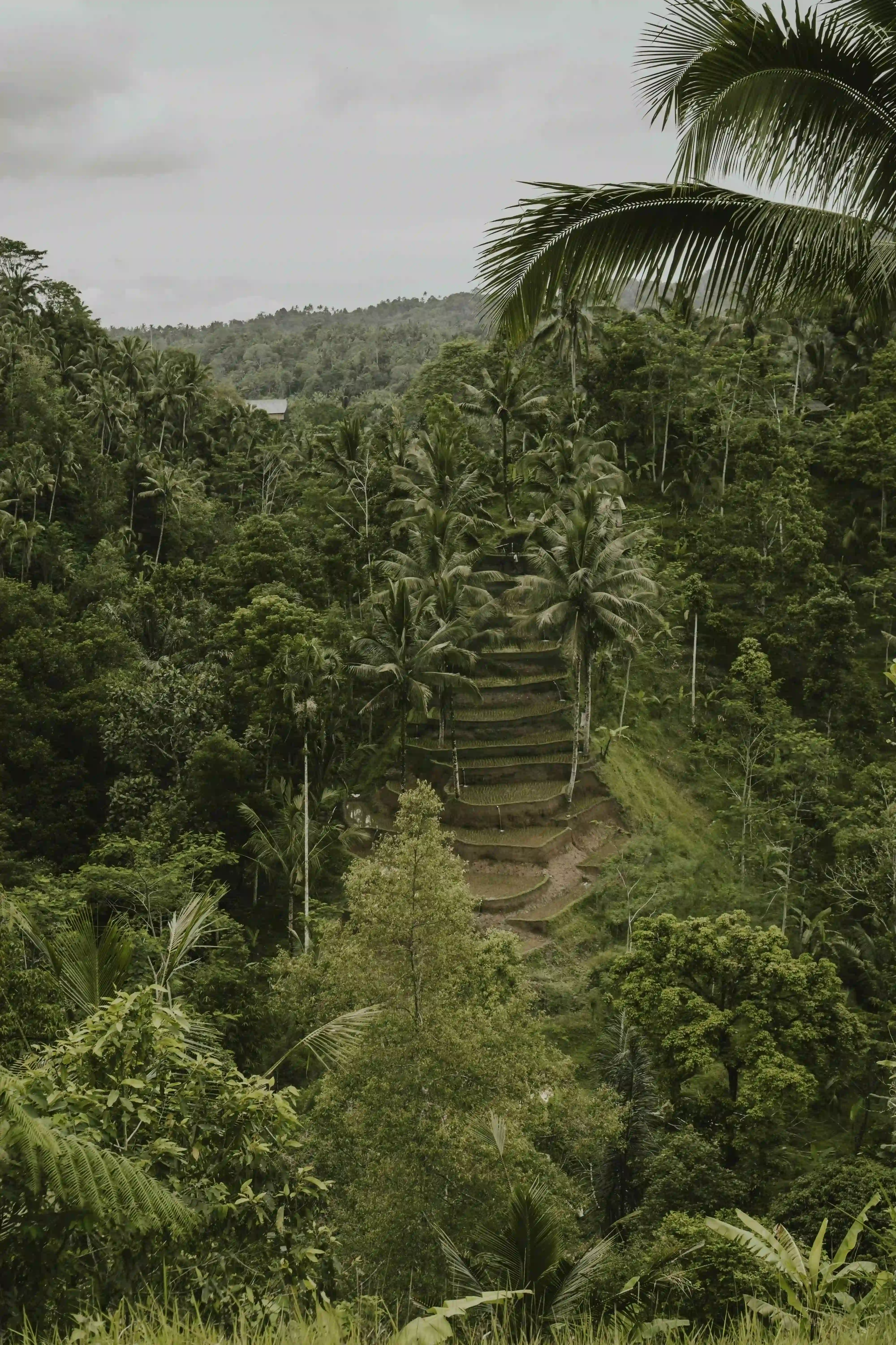 Yoga Retreat - Ubud, Bali, November 2025 | ANANDAYA